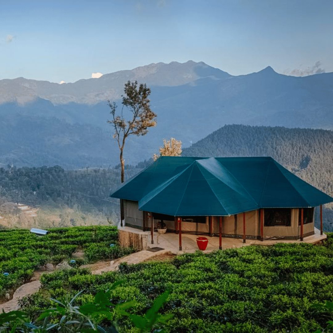 Riding through tea plantations – Extreme Bike Tours