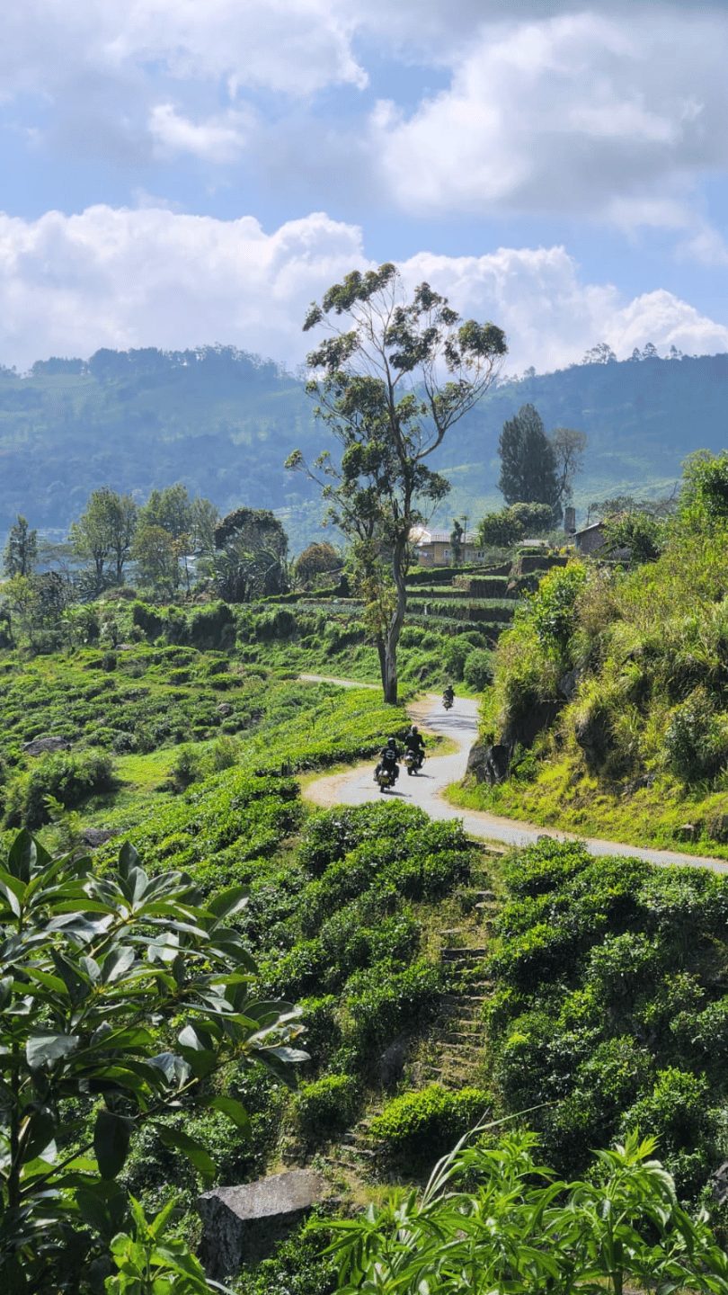 Riding through tea plantations – Extreme Bike Tours